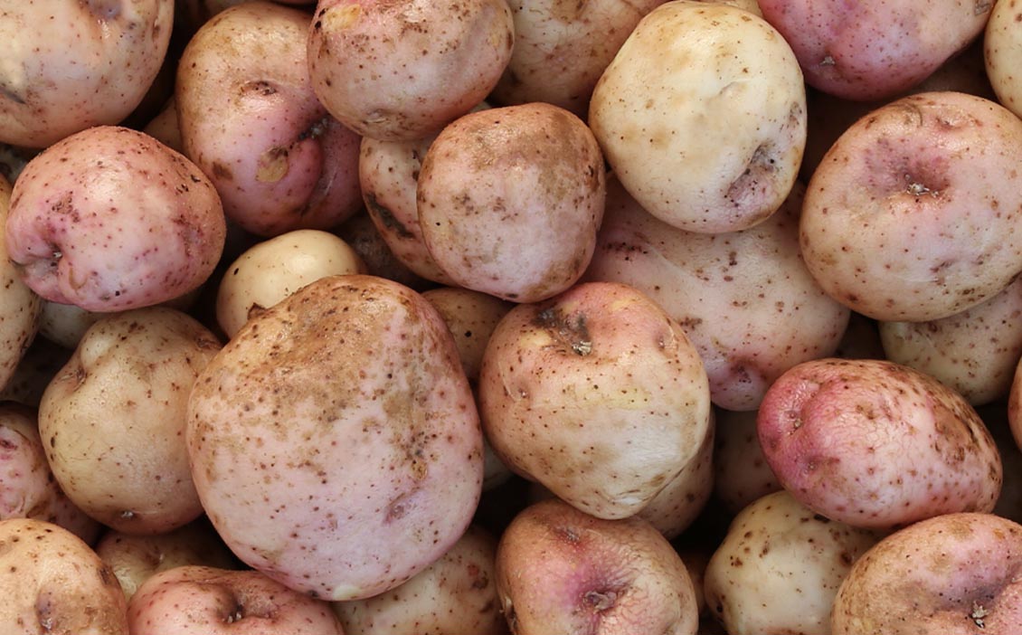 Kerr’s Pinks – williamorrandson.co.uk